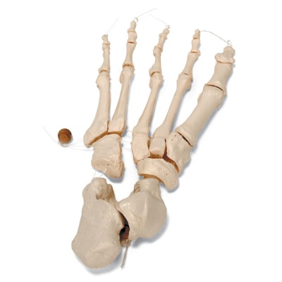 3B Scientific Disarticulated Half Skeleton | Health and Care